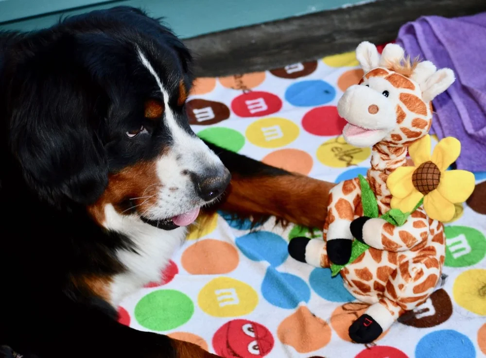 Day Two: A.M. & P.M. — Kaibab Bernese Mountain Dogs