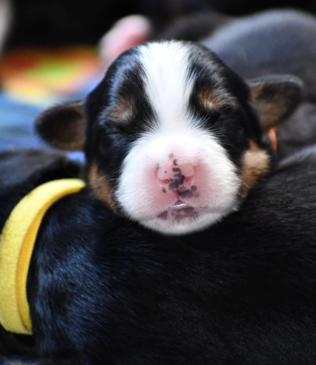 Day 5 A.M. & P.M. — Kaibab Bernese Mountain Dogs