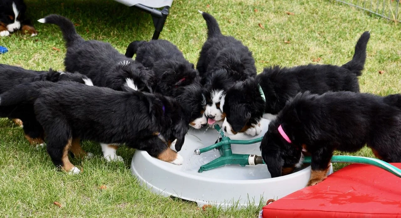 Day 45 A.M. & P.M. — Kaibab Bernese Mountain Dogs