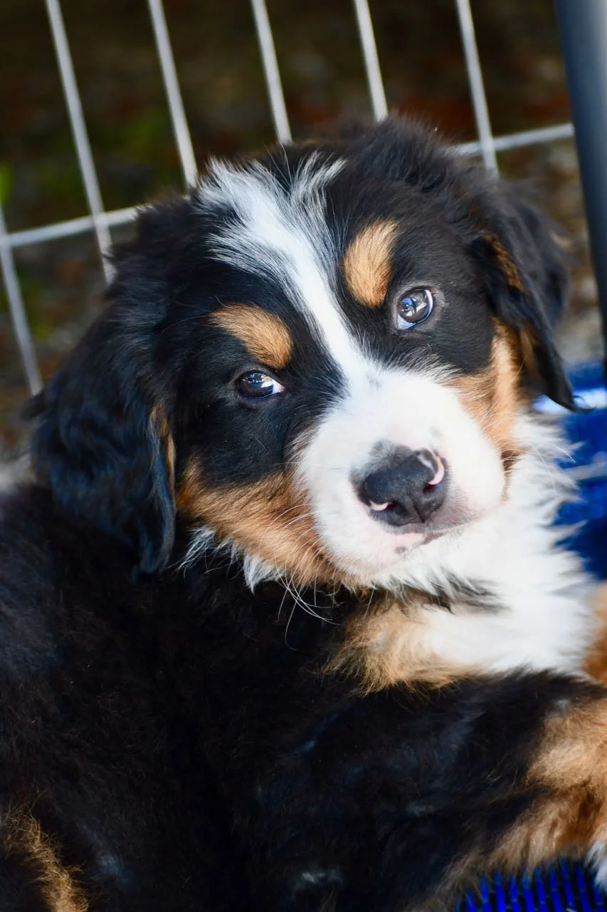 Day 60 A.M. & P.M. — Kaibab Bernese Mountain Dogs