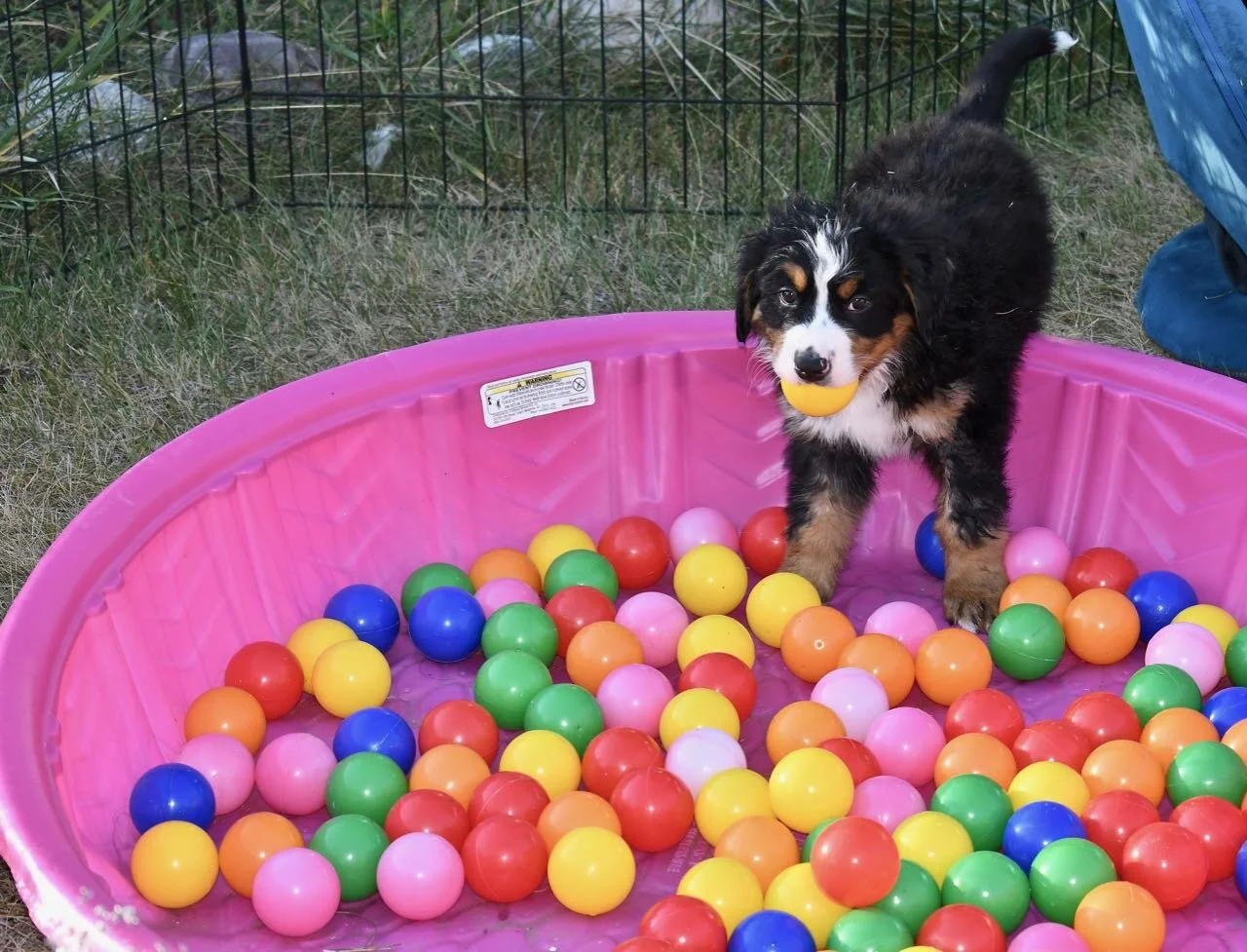Day 61 A.M. — Kaibab Bernese Mountain Dogs