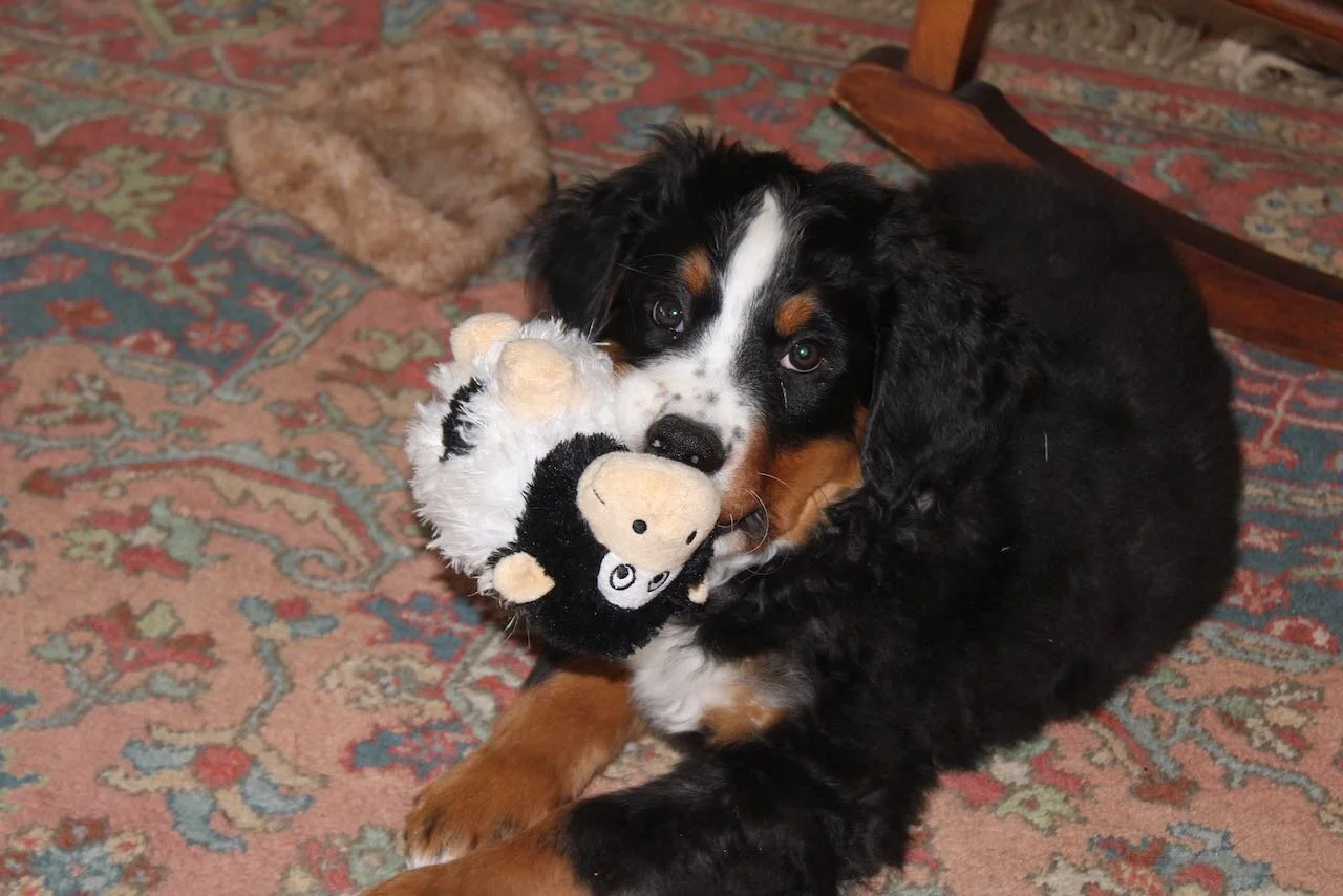 What's Up, Buttercup? — Kaibab Bernese Mountain Dogs