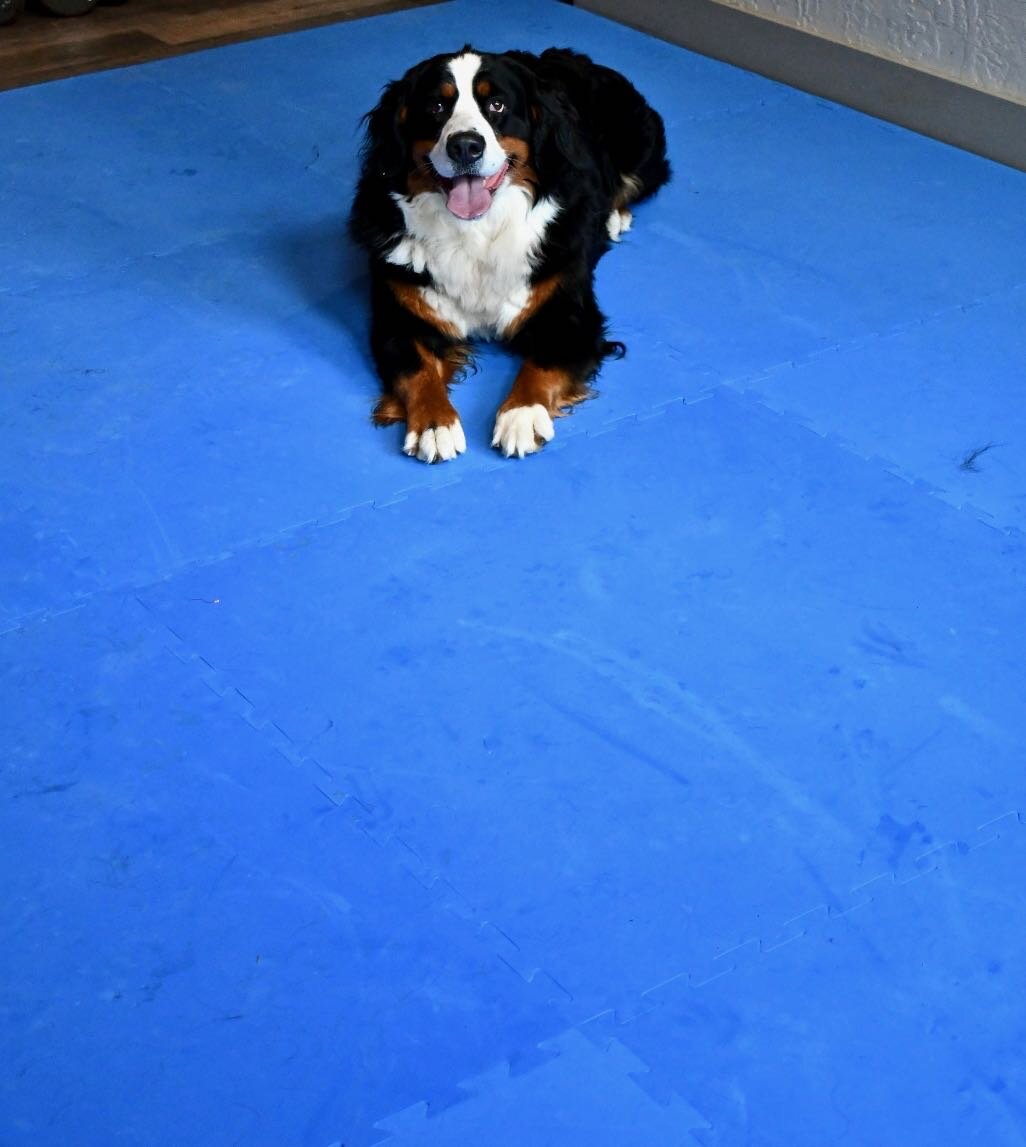 Home with Mats — Kaibab Bernese Mountain Dogs