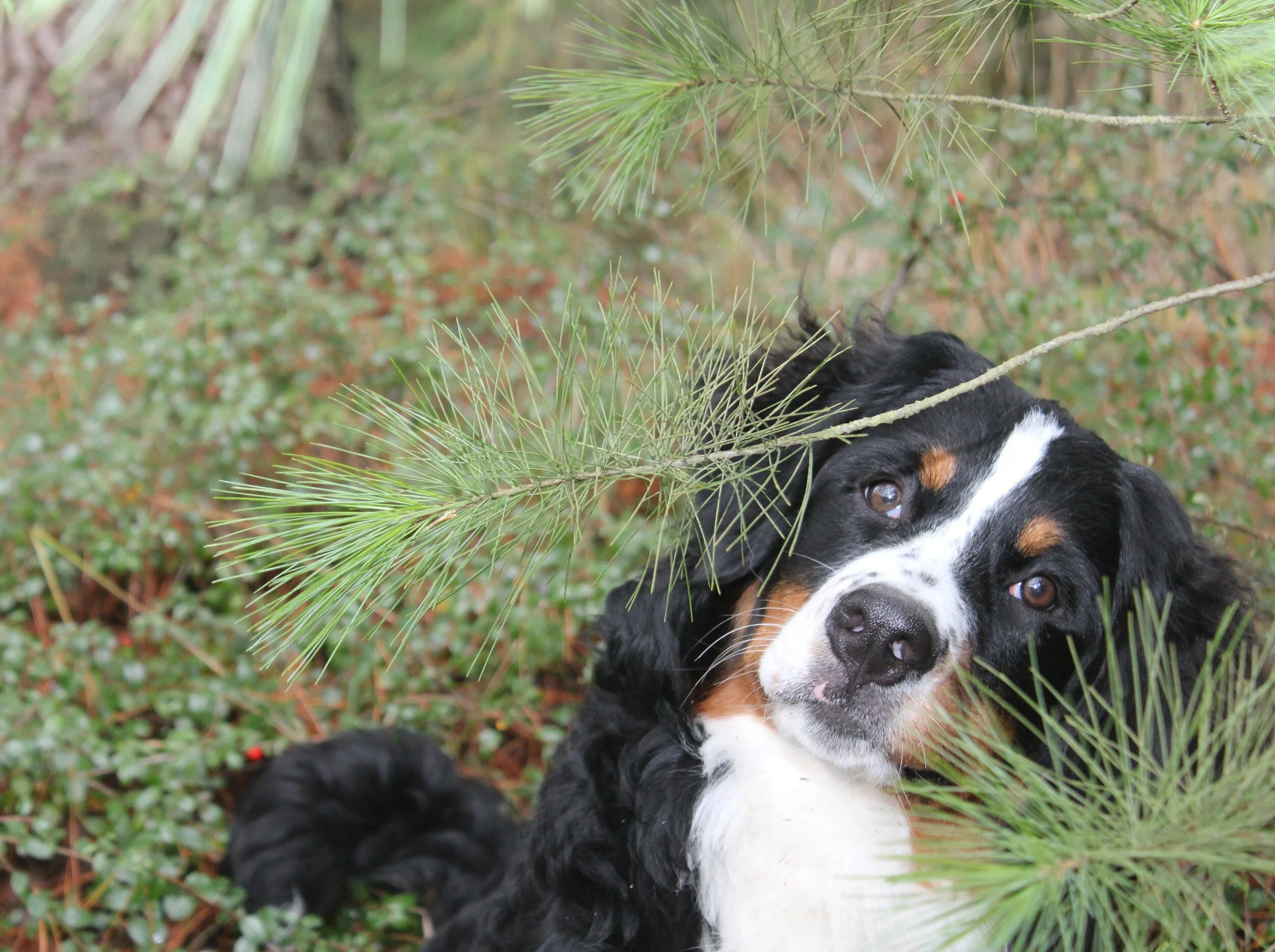 Various, including a Buttercup Update — Kaibab Bernese Mountain Dogs