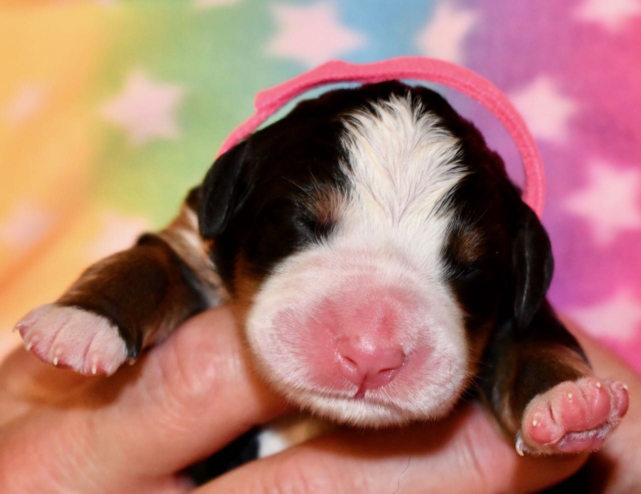 The Bright Stars — Kaibab Bernese Mountain Dogs