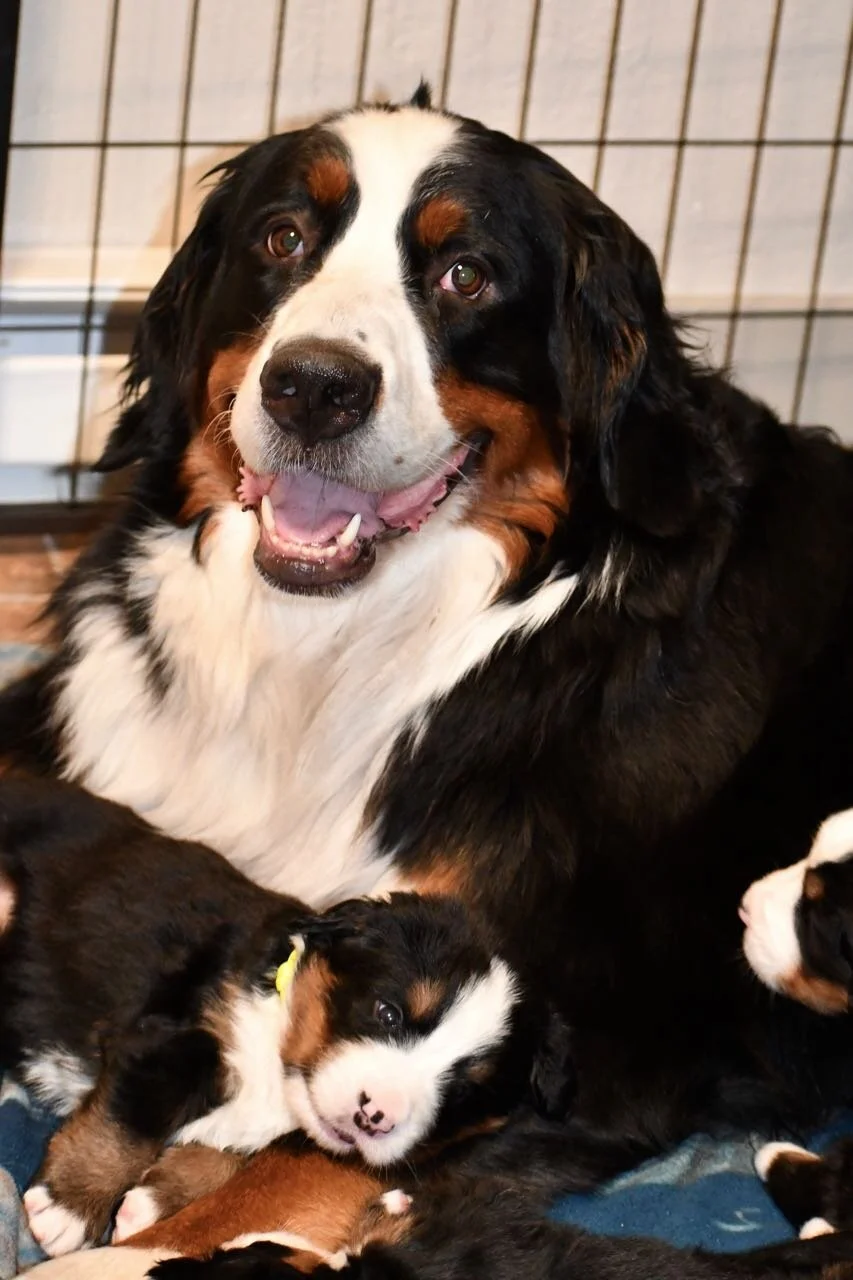 The Importance of Expectations — Kaibab Bernese Mountain Dogs