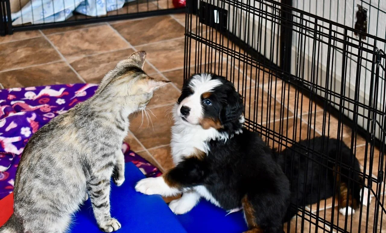 Puppy Grand Central — Kaibab Bernese Mountain Dogs