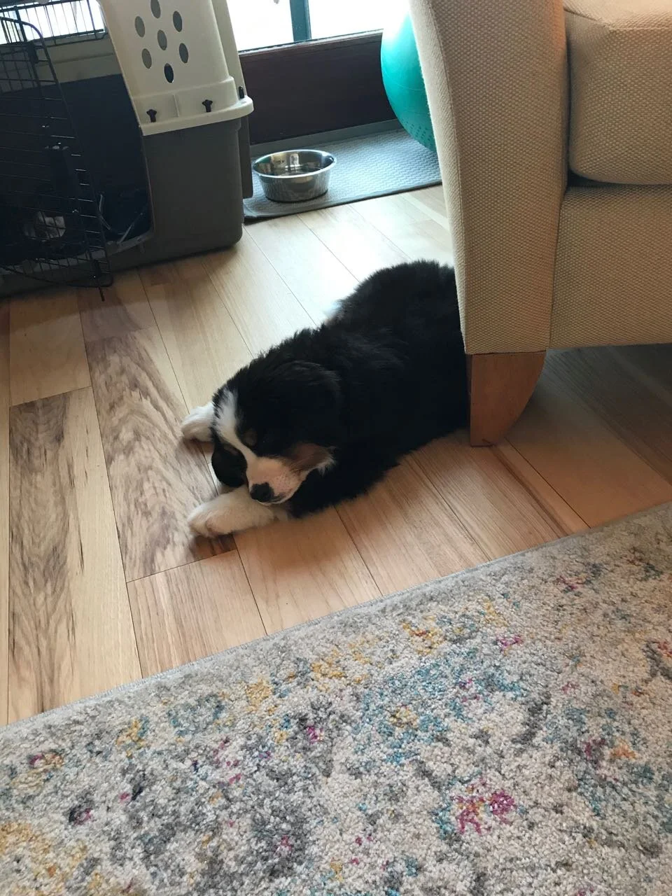 Getting To Yes — Kaibab Bernese Mountain Dogs