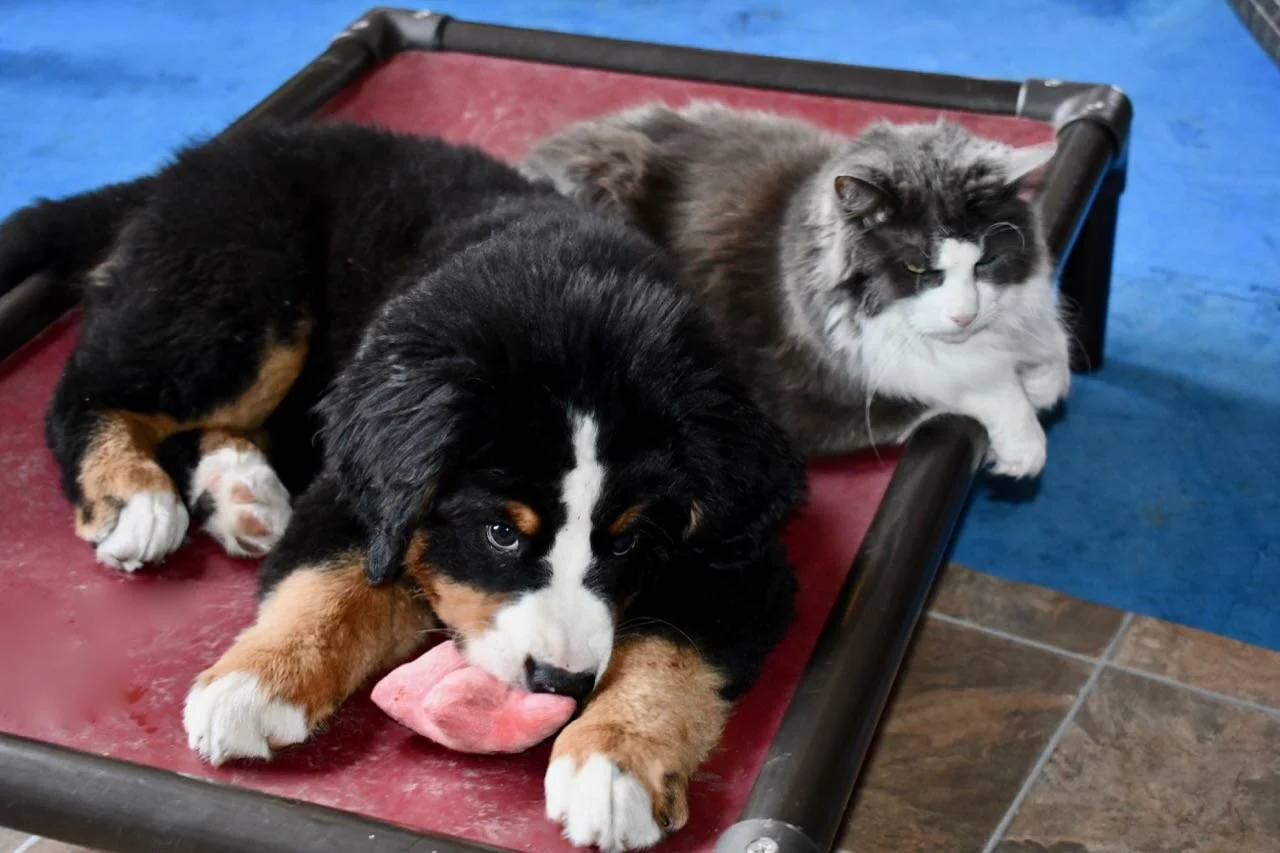 Some of the Bright Stars — Kaibab Bernese Mountain Dogs