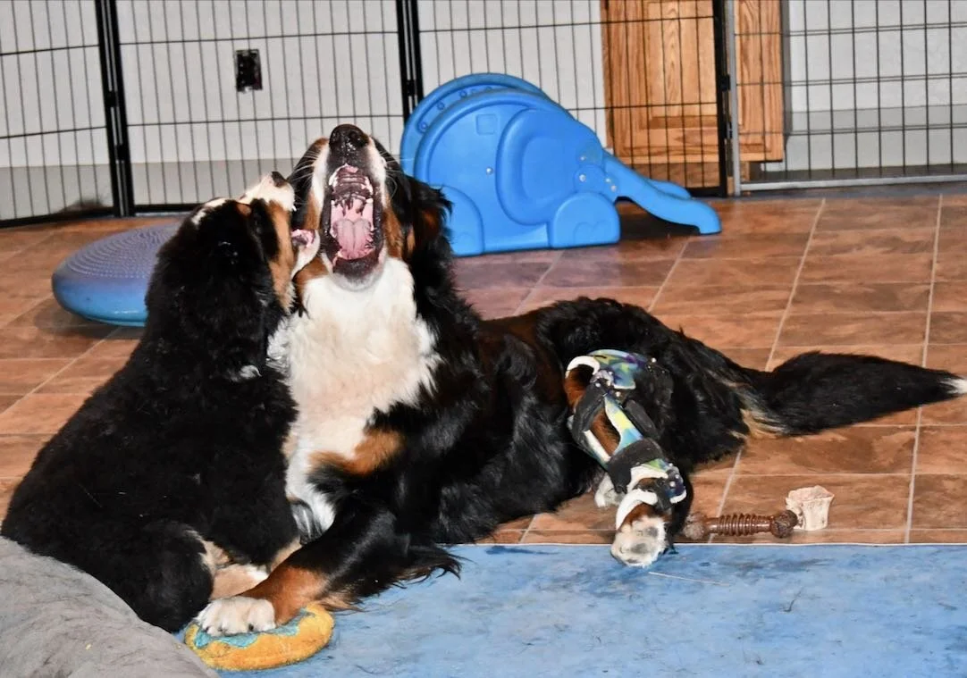 Various Things — Kaibab Bernese Mountain Dogs