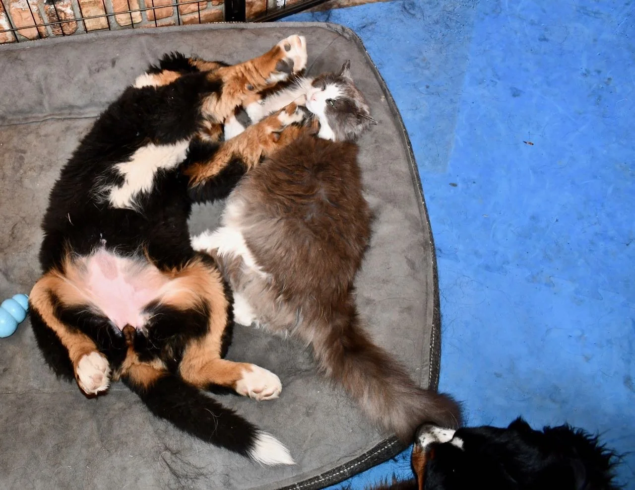 Family Photos — Kaibab Bernese Mountain Dogs