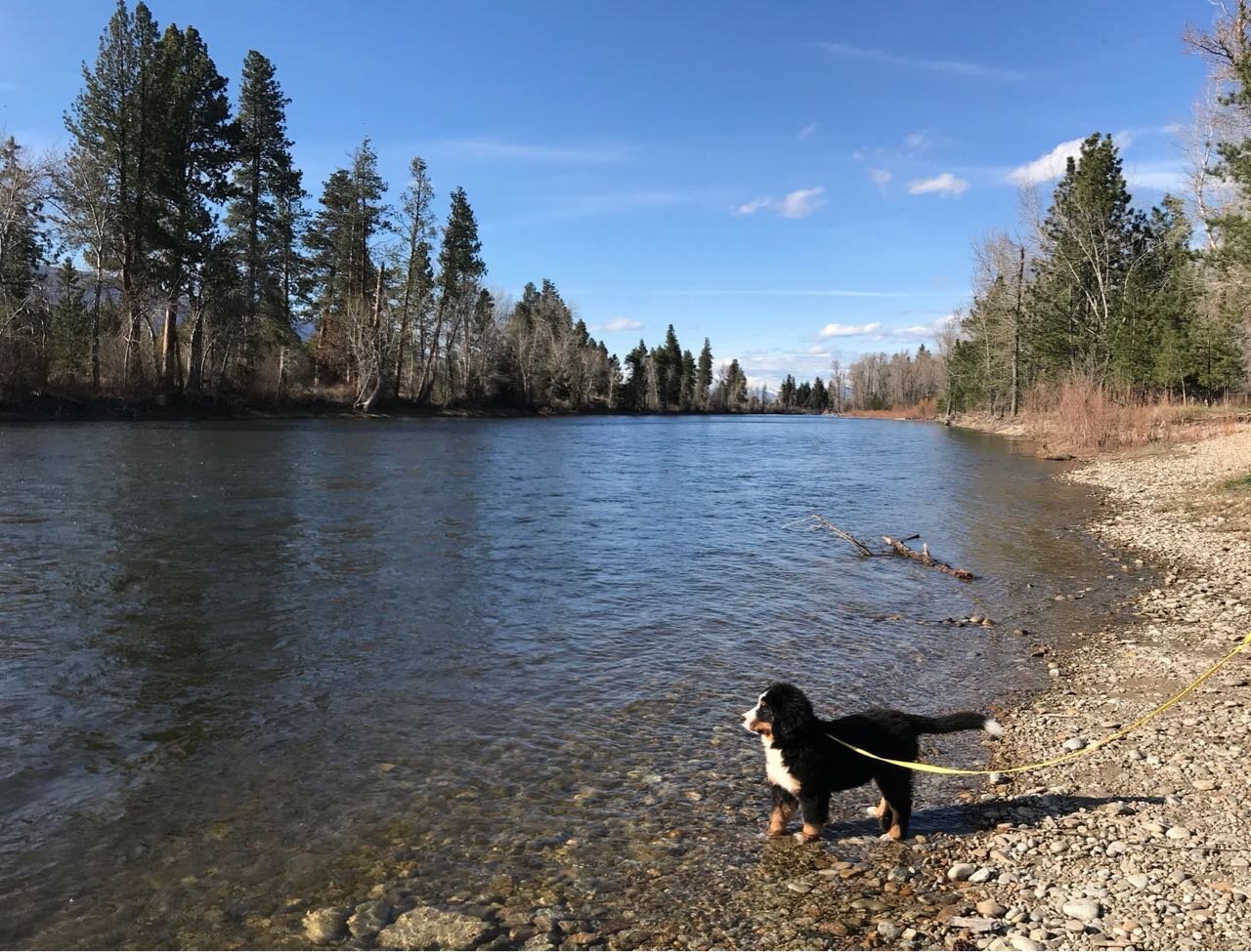 Just a Look at... — Kaibab Bernese Mountain Dogs