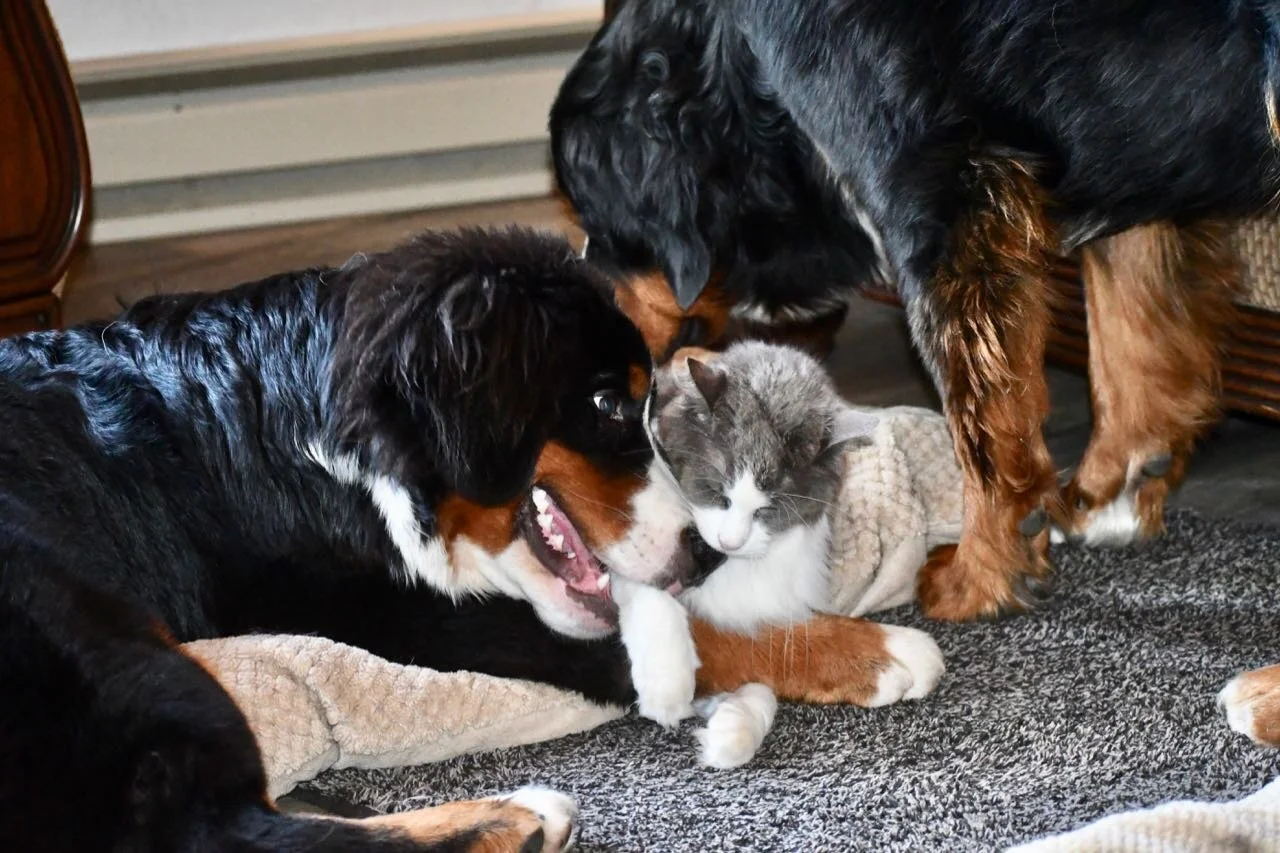 Fun Puppy Antics — Kaibab Bernese Mountain Dogs