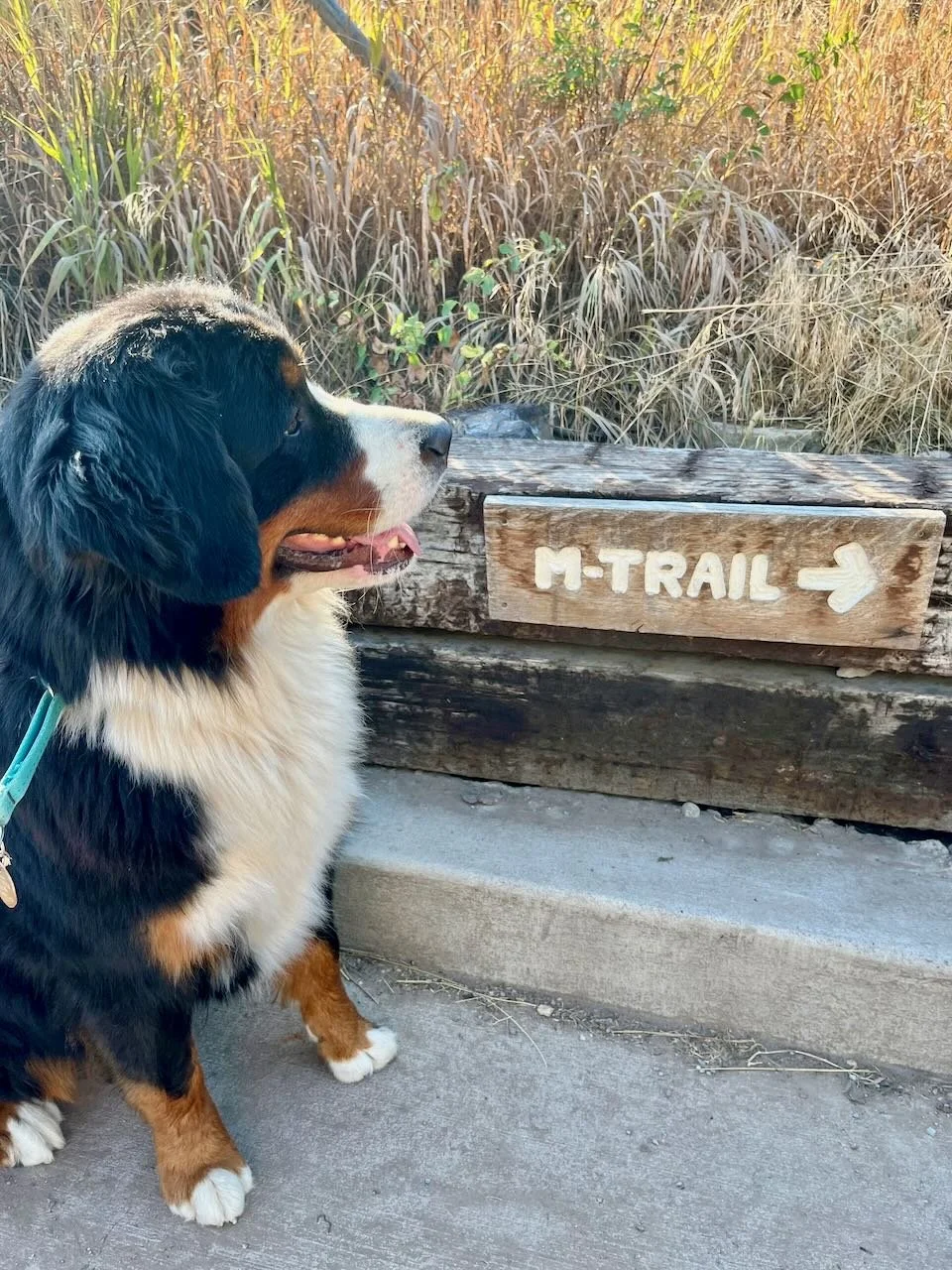 M- Trail Thoughts — Kaibab Bernese Mountain Dogs