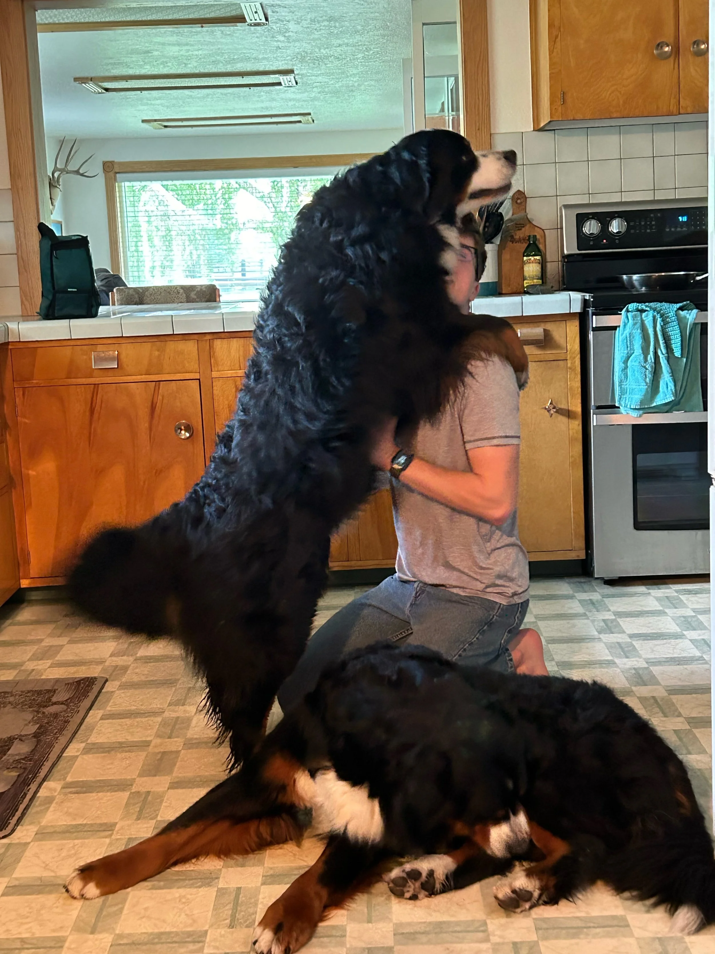 Lupine! — Kaibab Bernese Mountain Dogs