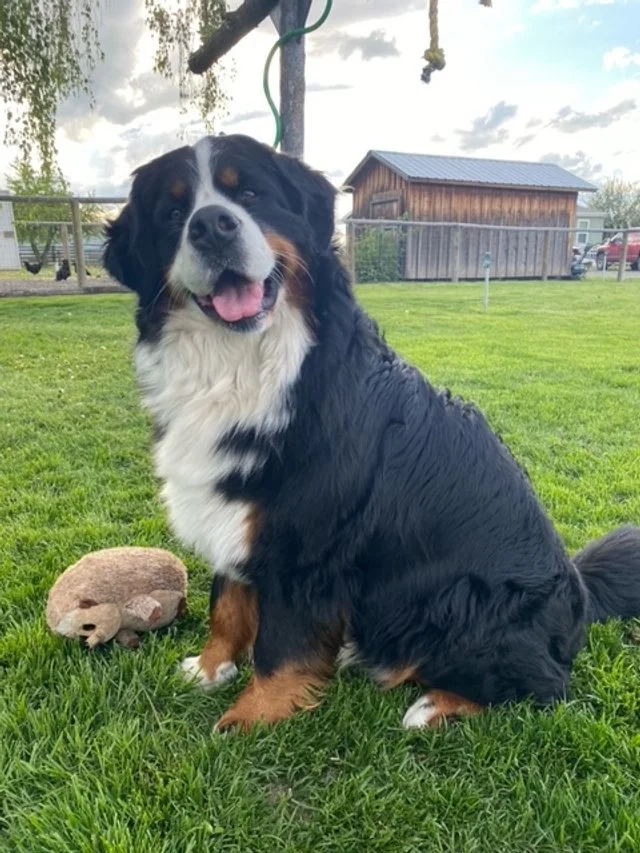 More Wildflower Birthday Celebration — Kaibab Bernese Mountain Dogs