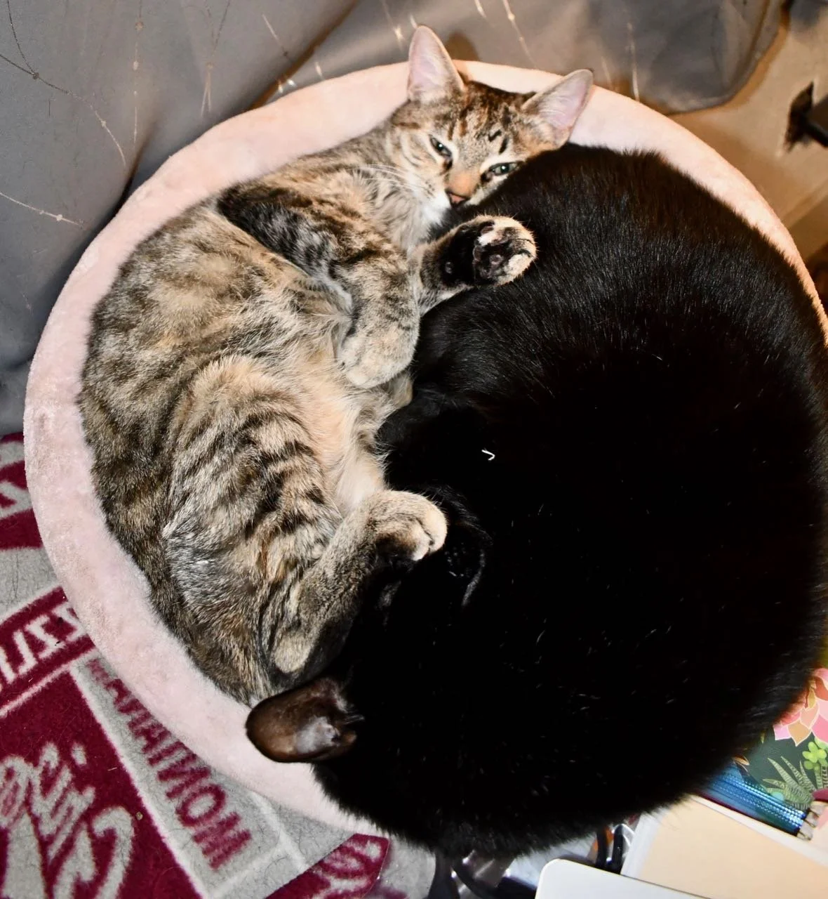 Cat Configurations — Kaibab Bernese Mountain Dogs