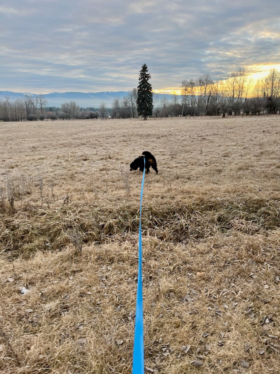 Flying my Tri-Colored Kite — Kaibab Bernese Mountain Dogs