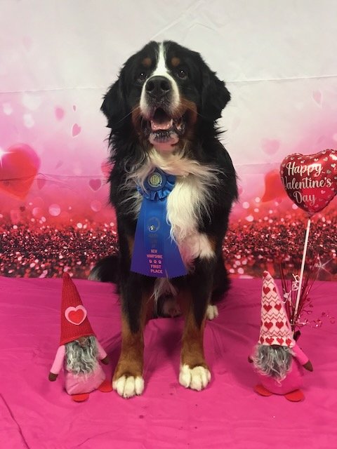 Bright Star Fauci and Congratulations to Zuber — Kaibab Bernese ...