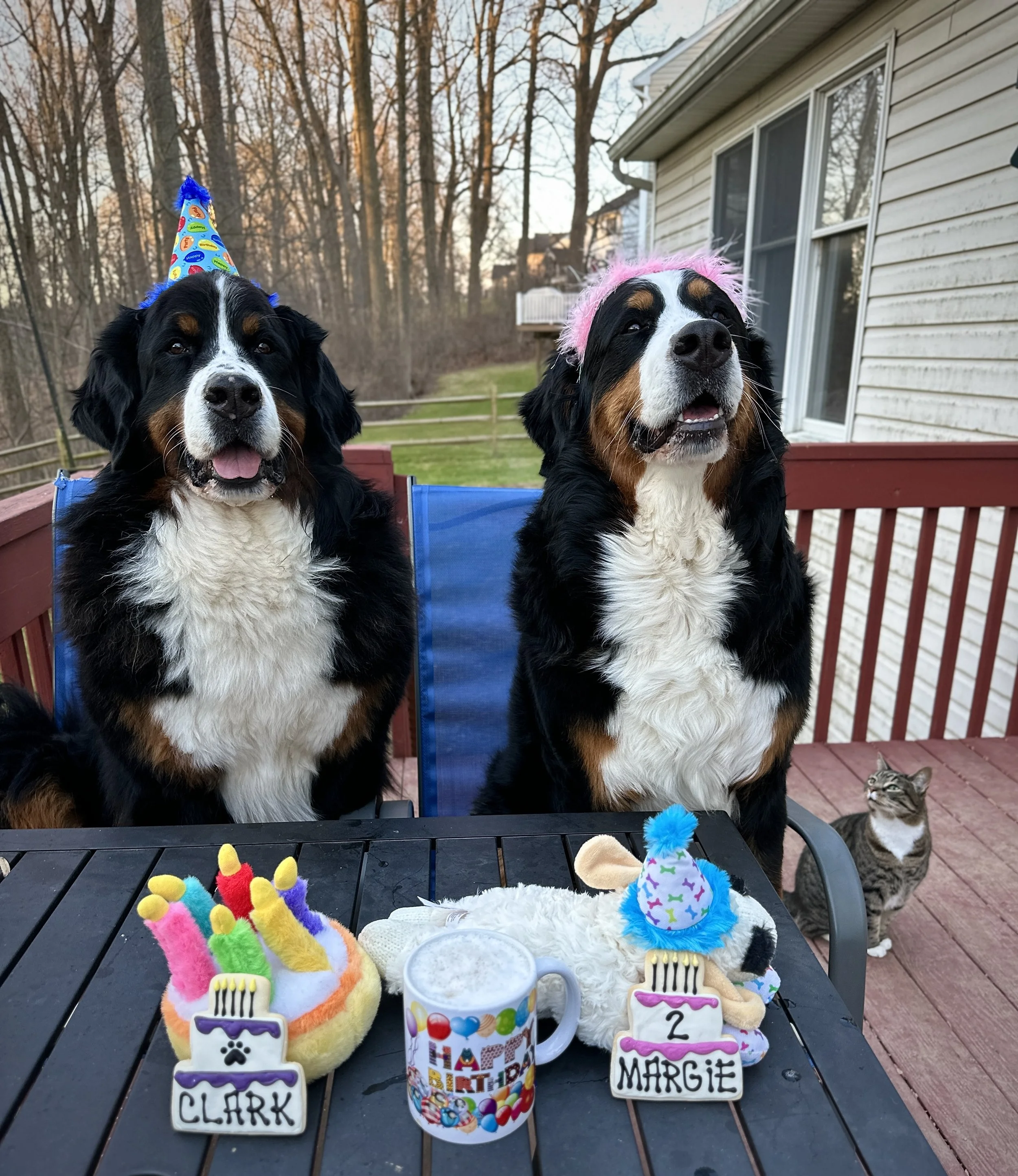 MOONSHADOW BIRTHDAY PARTY BEGINS — Kaibab Bernese Mountain Dogs