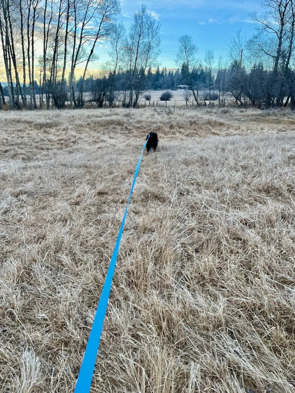 Flying my Tri-Colored Kite — Kaibab Bernese Mountain Dogs