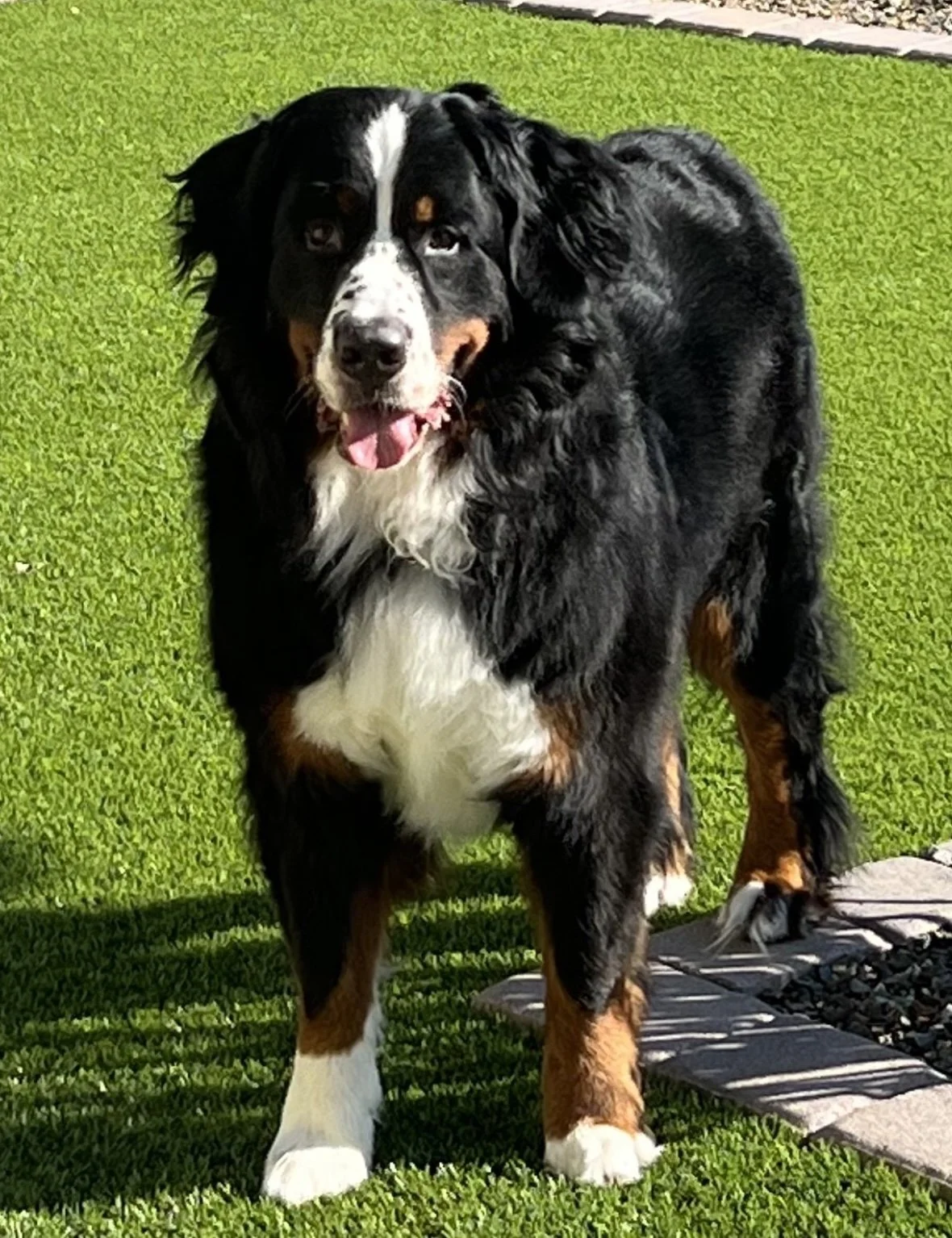Kaibab Bernese Mountain Dogs