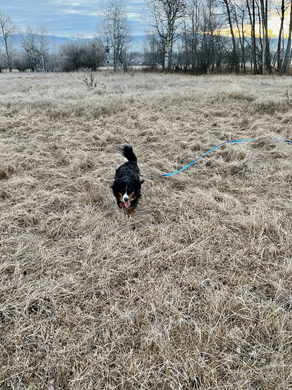 Flying my Tri-Colored Kite — Kaibab Bernese Mountain Dogs