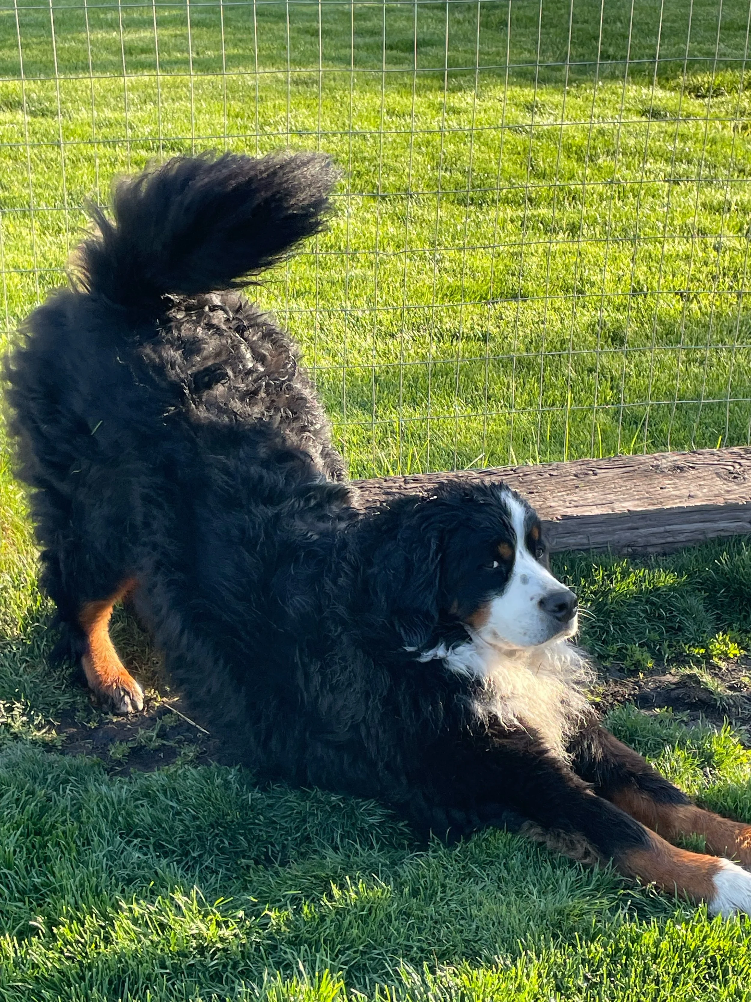 Lupine! — Kaibab Bernese Mountain Dogs