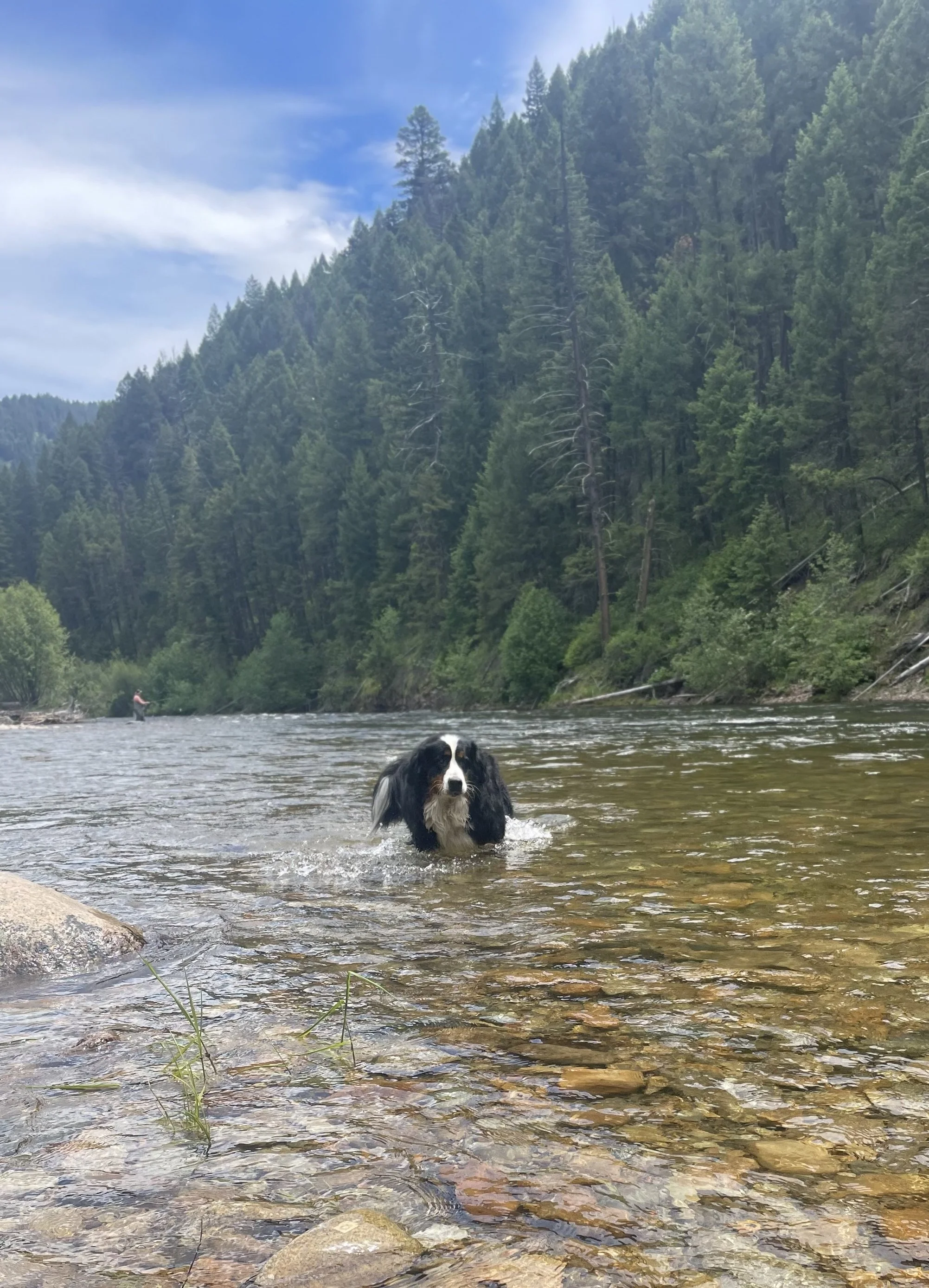 Celebrating Maple — Kaibab Bernese Mountain Dogs
