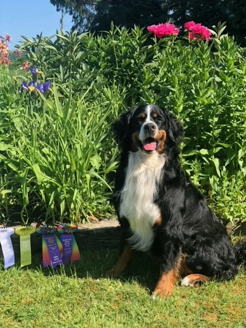 What's Up, Buttercup? — Kaibab Bernese Mountain Dogs