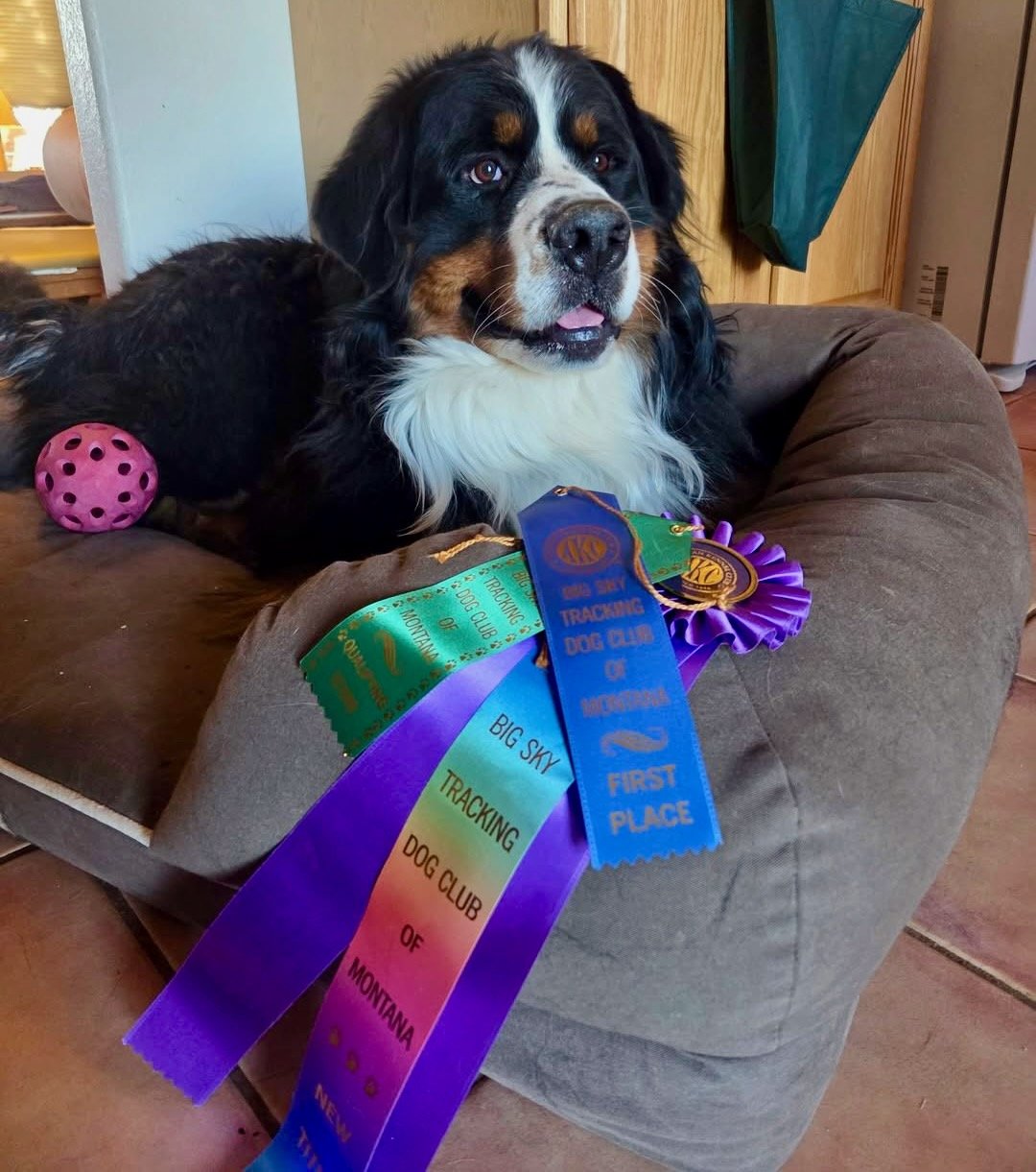 Monday Update — Kaibab Bernese Mountain Dogs