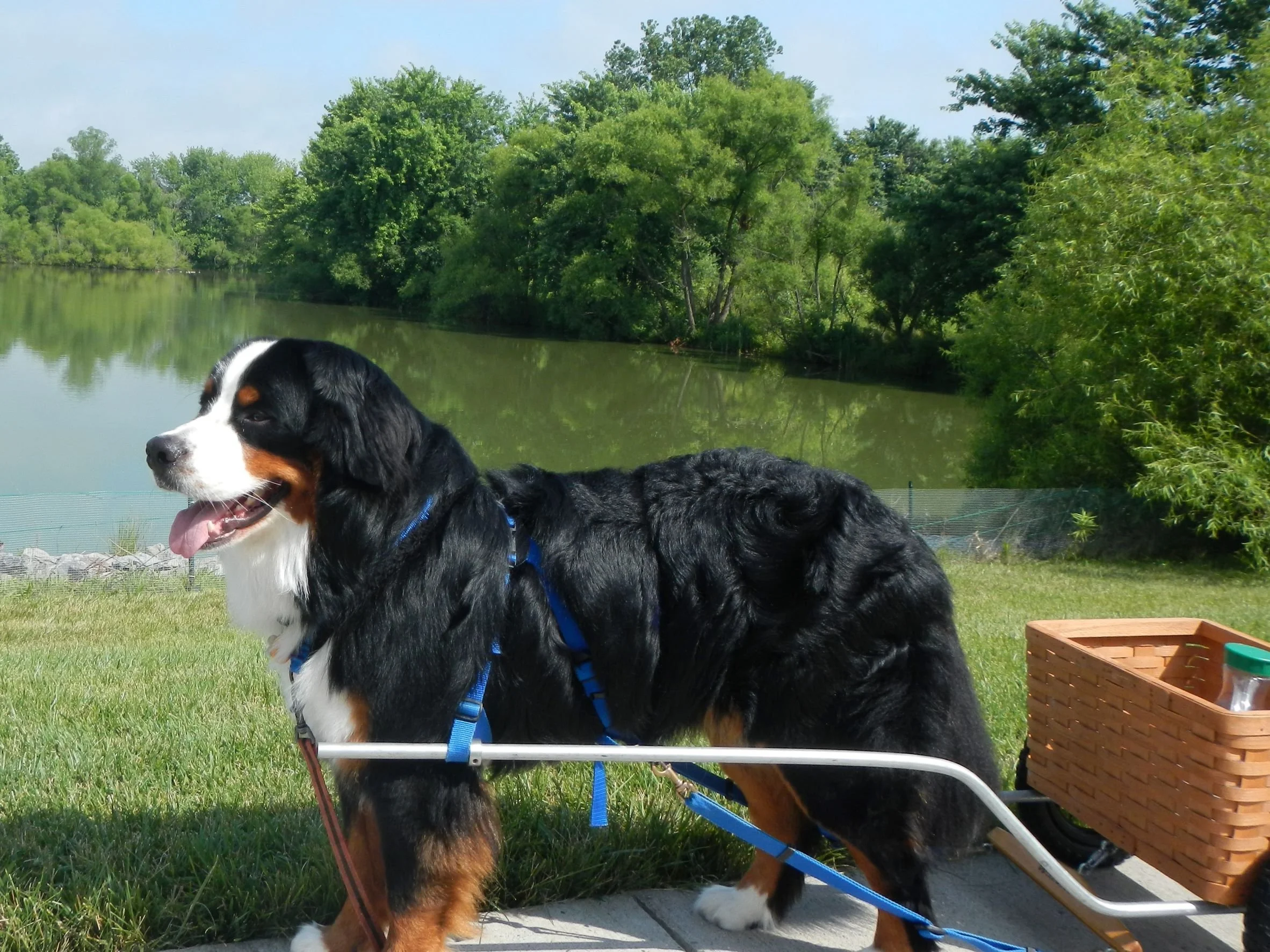 Bright Star Fauci! — Kaibab Bernese Mountain Dogs