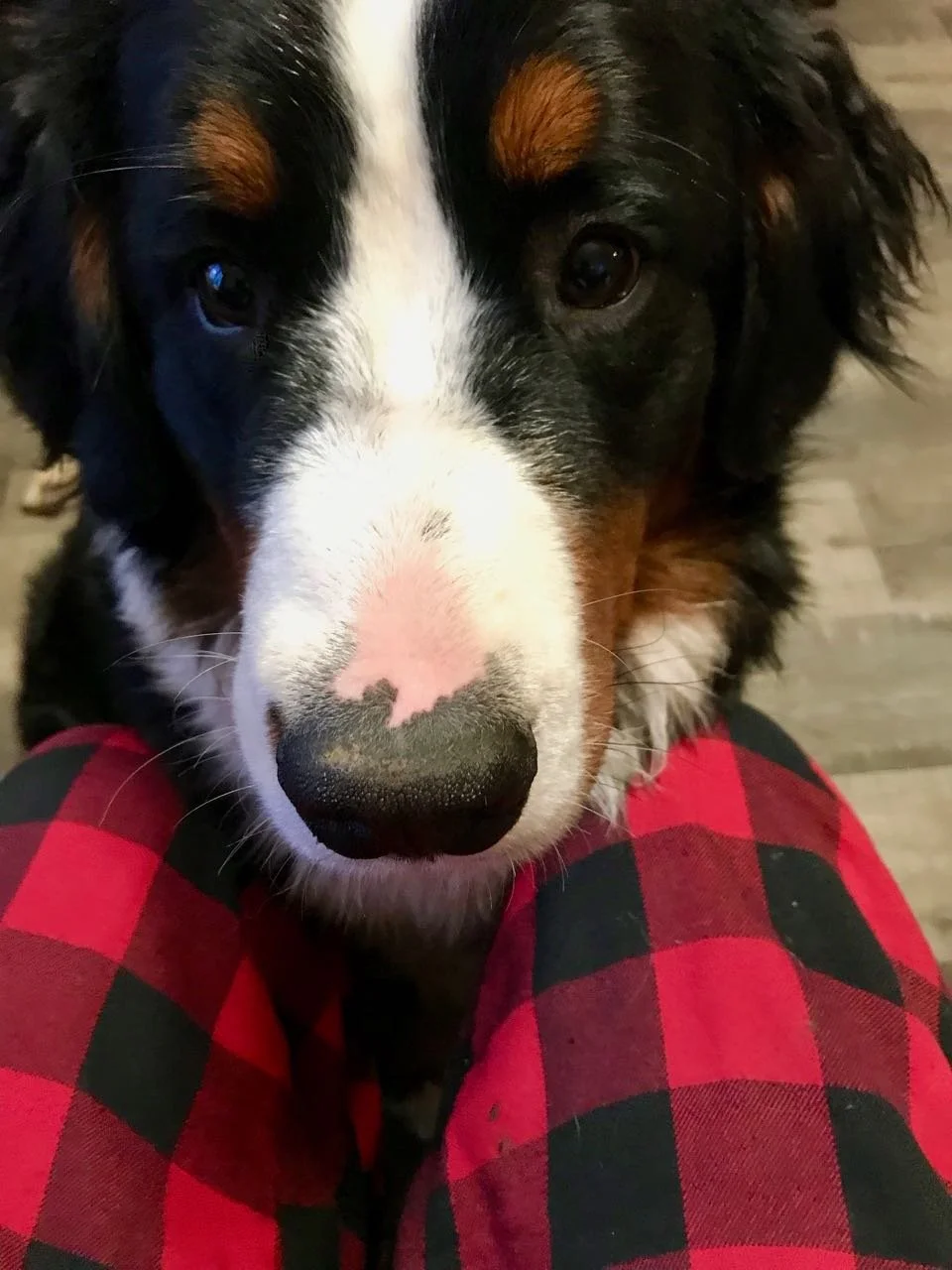 Photo Update — Kaibab Bernese Mountain Dogs