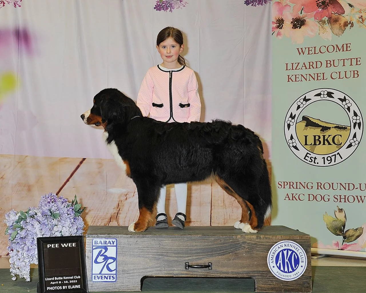 Cuteness Alert — Kaibab Bernese Mountain Dogs