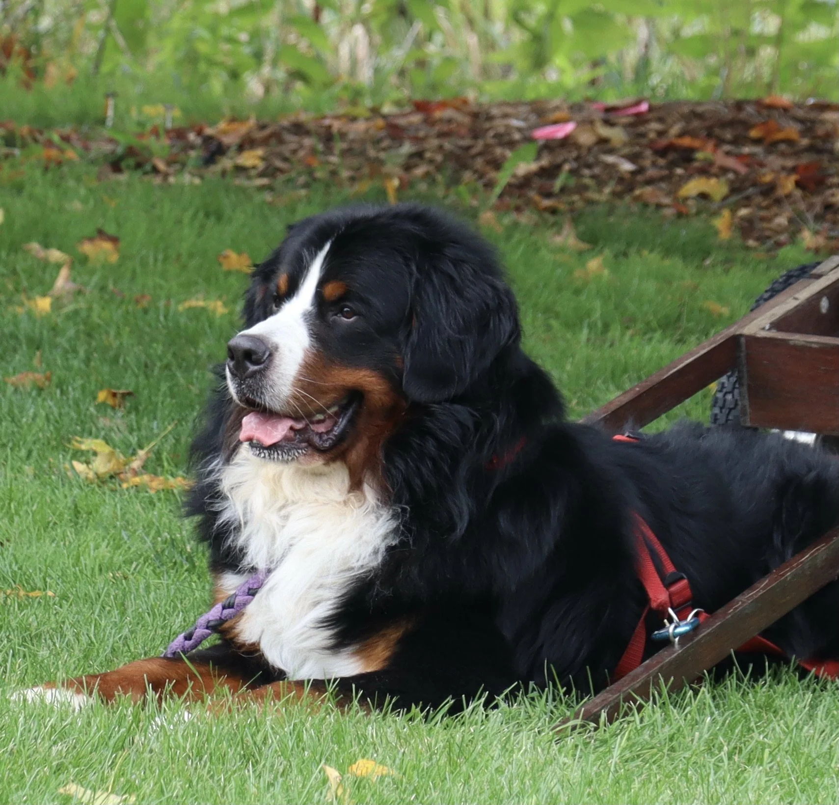 Family Photos — Kaibab Bernese Mountain Dogs