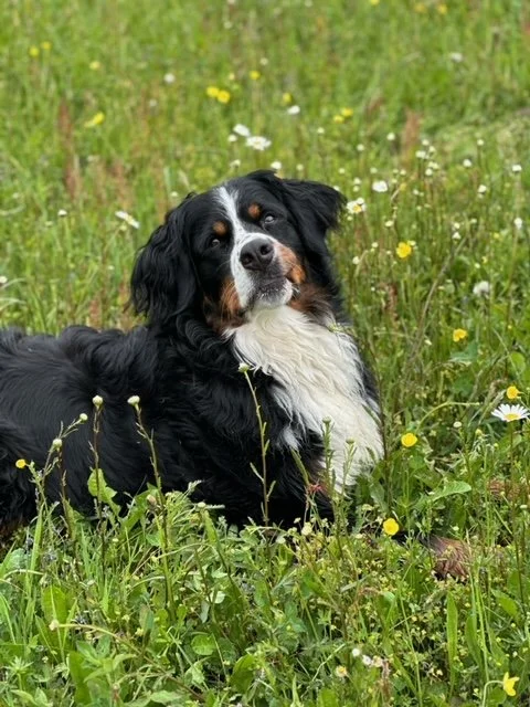 What's Up, Buttercup? — Kaibab Bernese Mountain Dogs