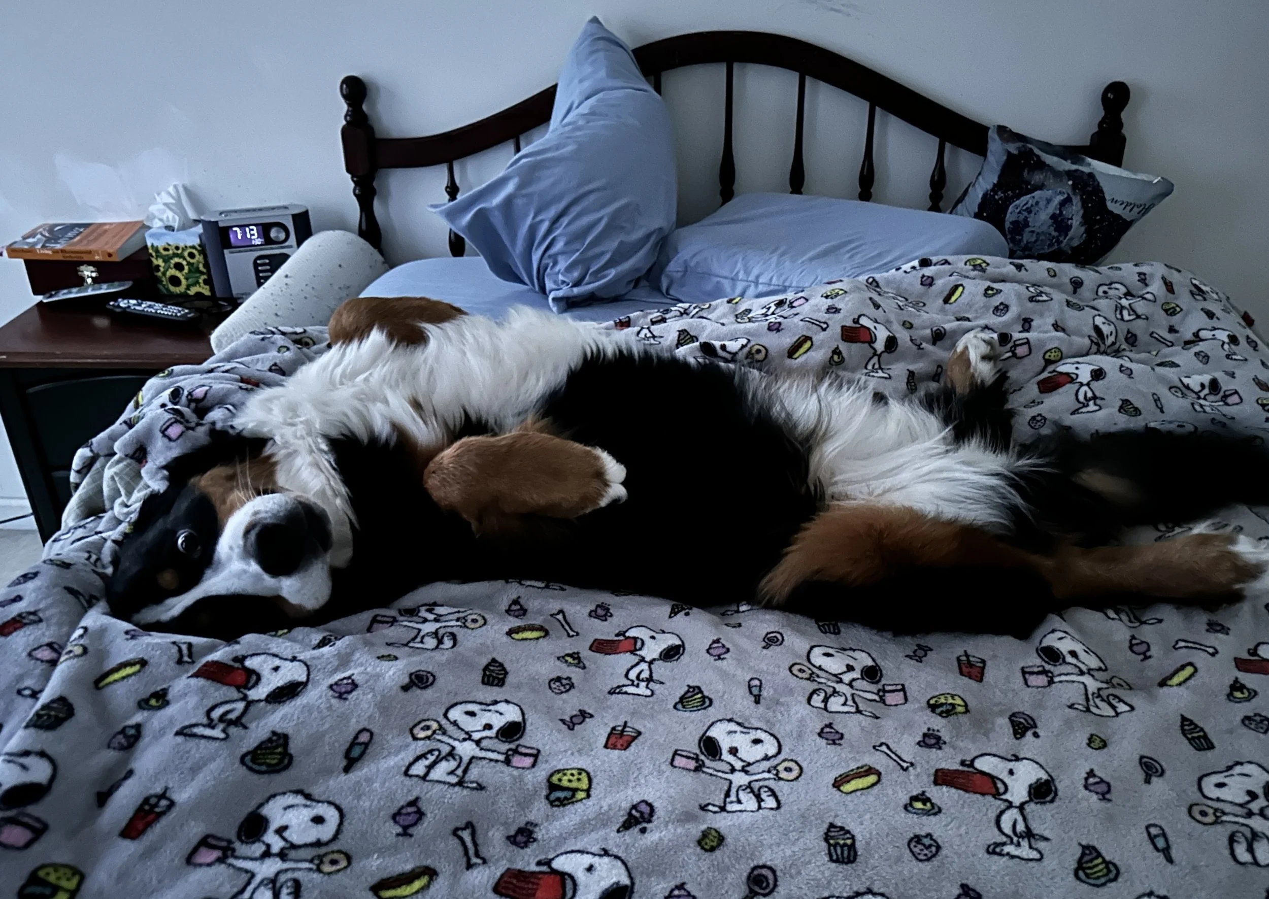 MOONSHADOW BIRTHDAY PARTY BEGINS — Kaibab Bernese Mountain Dogs