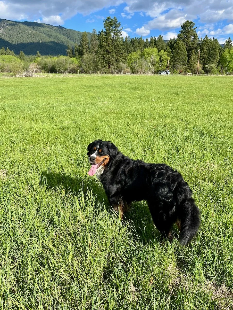 Kaibab Bernese Mountain Dogs
