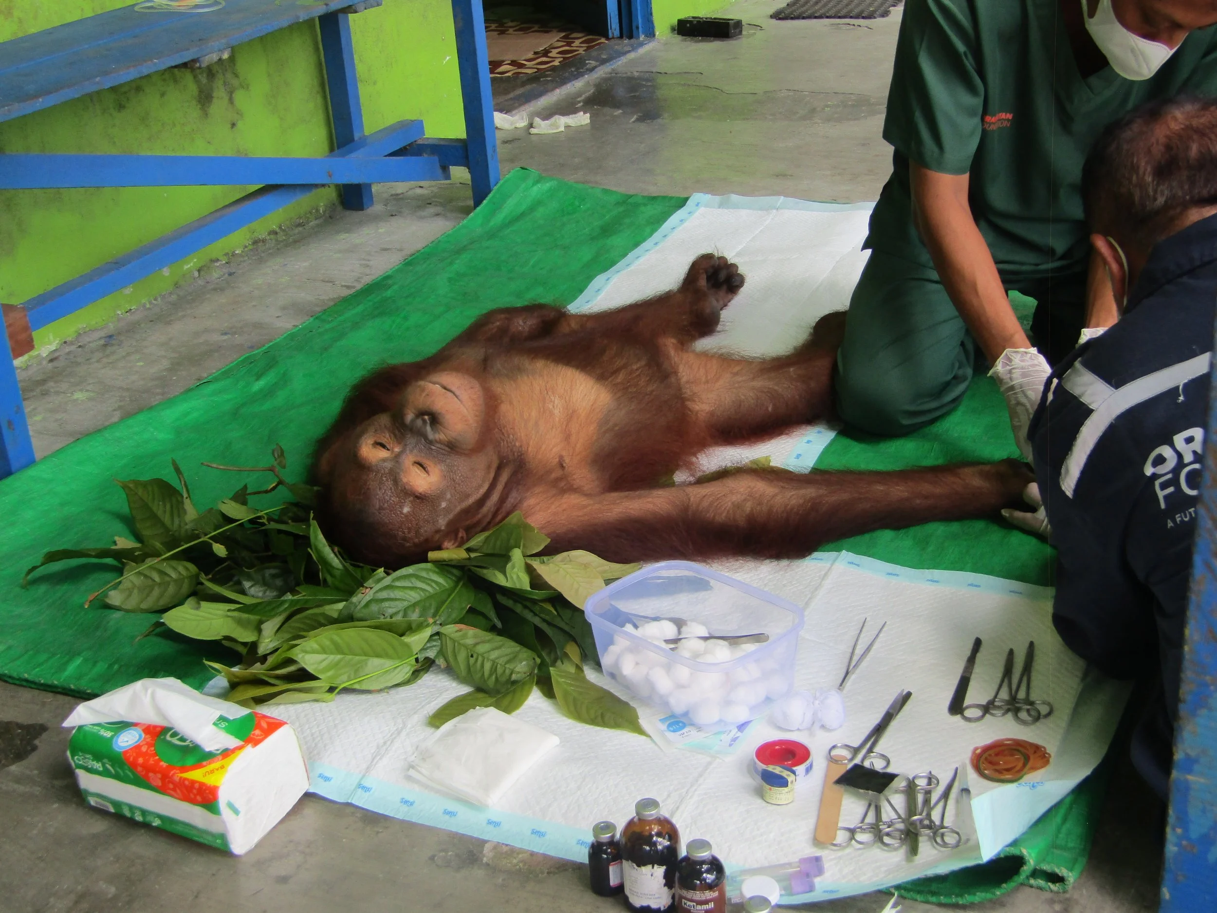 Orangutan Stories: Boy's release! — Orangutan Foundation
