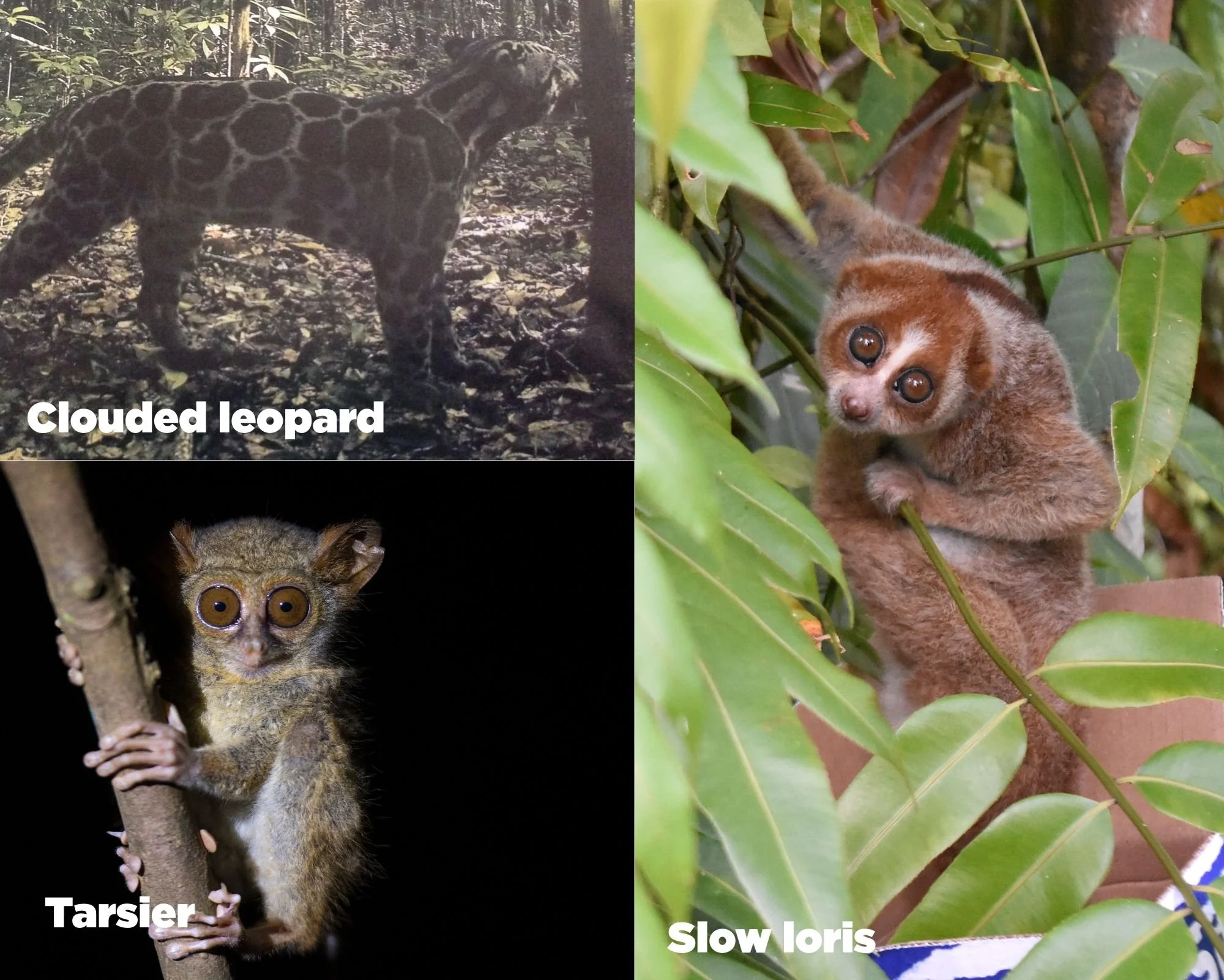 Peat swamp forests: the critical home to the orangutan — Orangutan ...