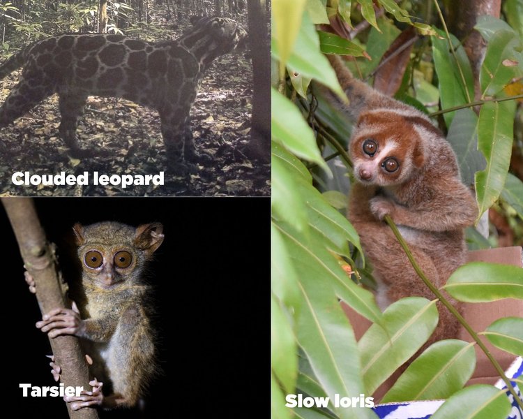 Peat swamp forests: the critical home to the orangutan — Orangutan Foundation