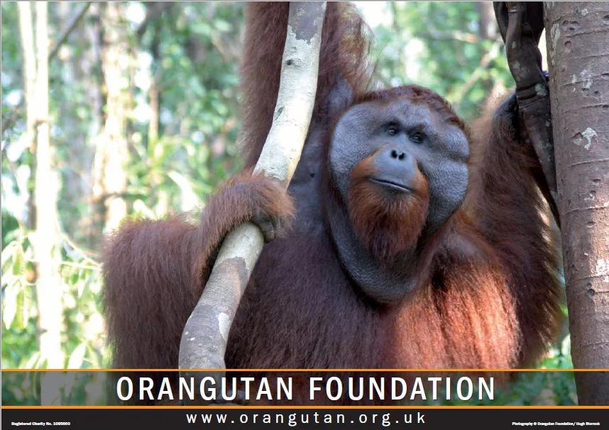 Orangutan Foundation