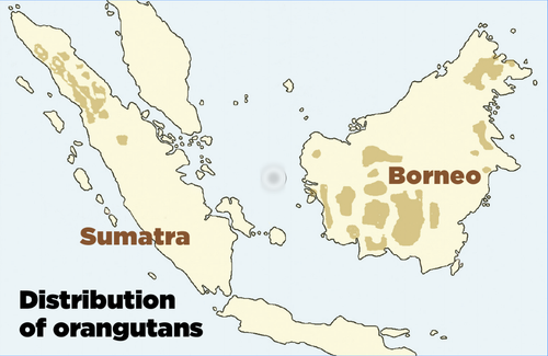 Orangutan Facts — Orangutan Foundation