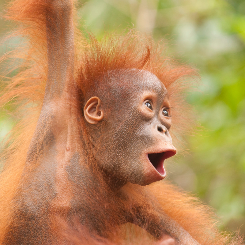 Baby Orangutan Smile