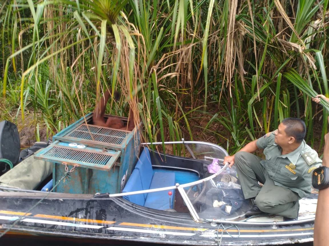 rescues — Stories — Orangutan Foundation