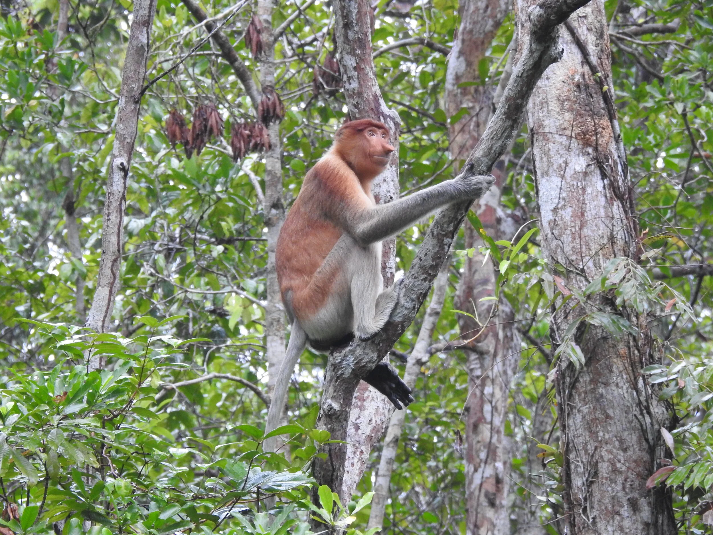 Bursting with life - Primates — Orangutan Foundation