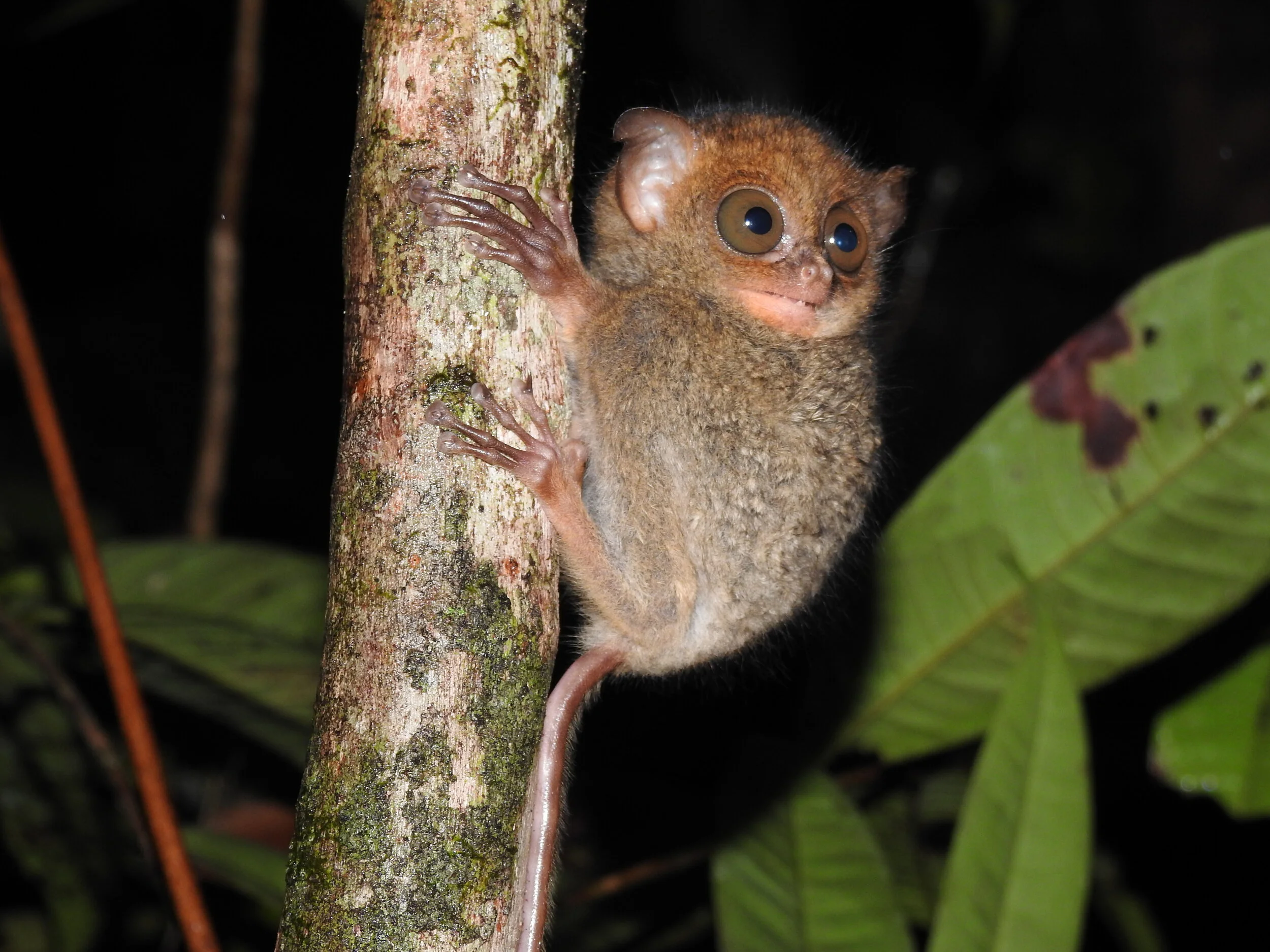 Bursting with life - Primates — Orangutan Foundation