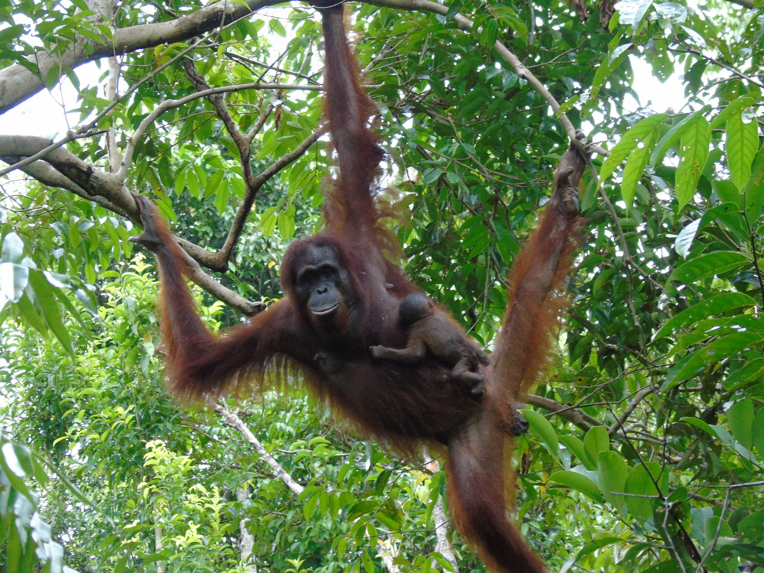 Orangutan Foundation