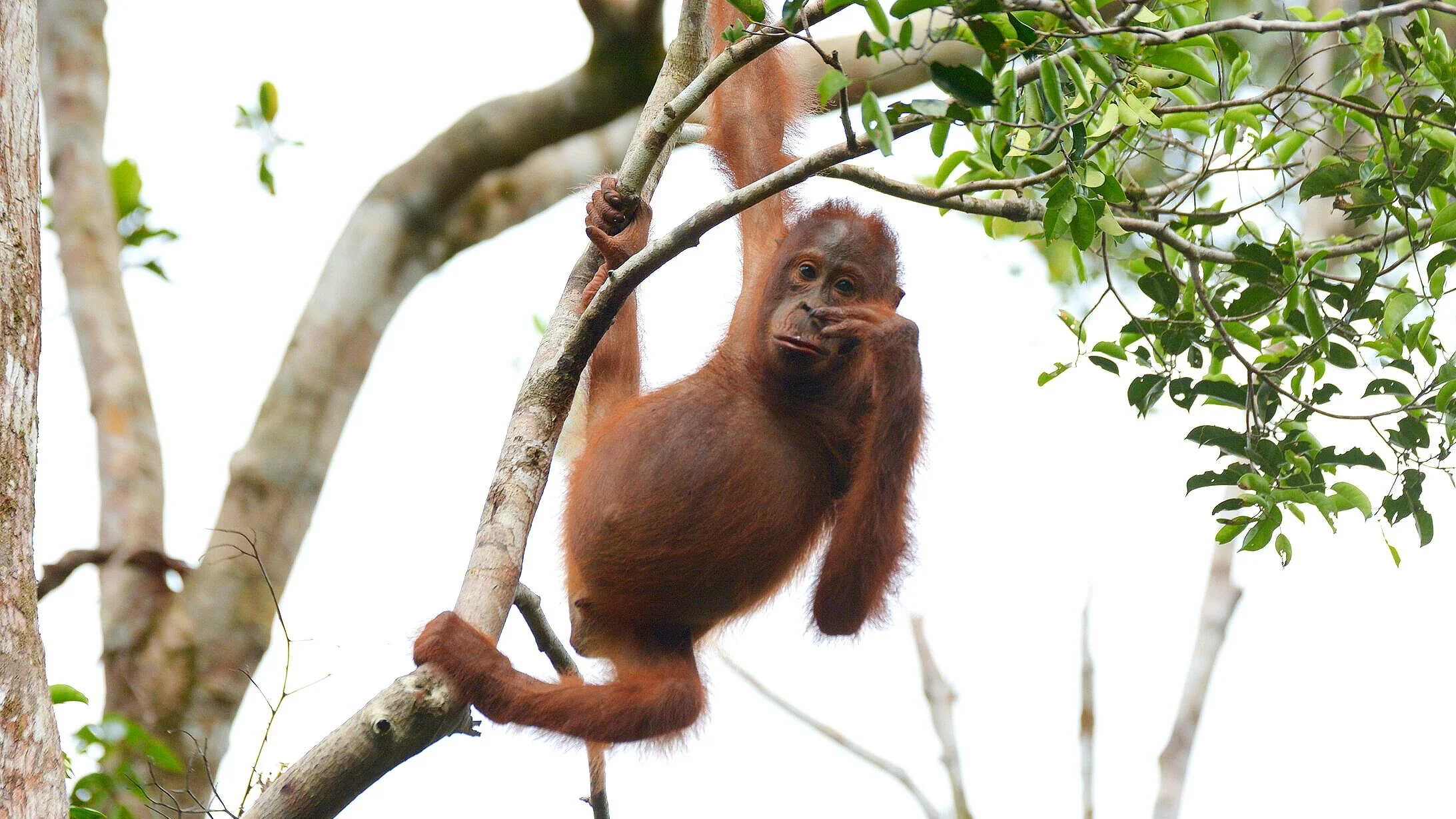 Blog — Orangutan Foundation