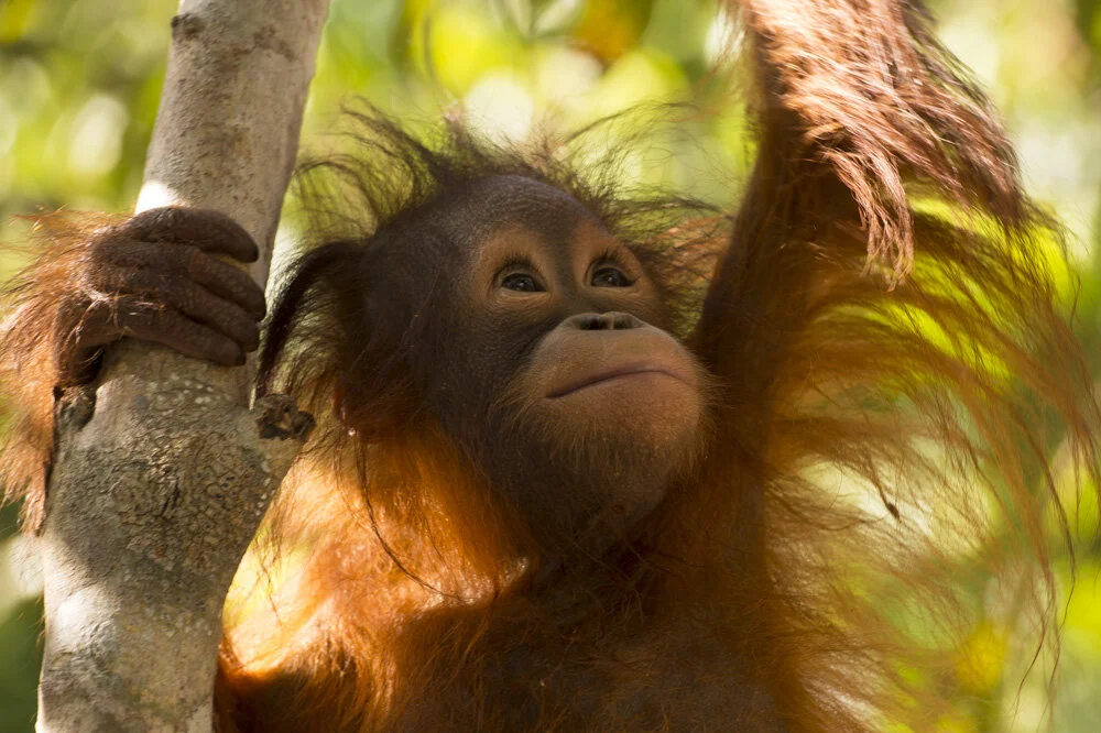 Orangutan Foundation